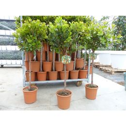 Erdbeerbaum 120 cm Arbutus unedo veredelt Premiumqualit&auml;t winterhart fruchtreif