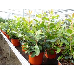 4x Erdbeerbaum 50 cm Arbutus unedo veredelt Premiumqualit&auml;t winterhart fruchtreif