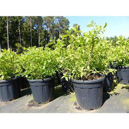Horstensie Rispenhortensie 70 cm Limelight wei&szlig; Hydrangea Paniculata winterhart