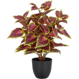 Kunstpflanze Creativ green "Buntnessel Coleus Kong red", beige (rotcreme), H:40cm, Kunststoff, Kunstpflanzen, Kunstpflanze, mit Luftwurzeln