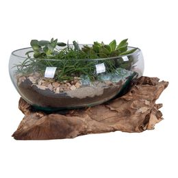 Dekoschale, Klar, Teak, Holz, Glas, Teakholz, bauchig, 20 cm, Dekoration, Dekoartikel, Dekoteller & -tabletts