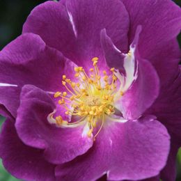 Ramblerrose 'Perennial Blue' - ADR-Rose, 5 Liter, A-Qualit&auml;t, 3 starke Triebe Liefergr&ouml;&szlig;e: drei starke Triebe