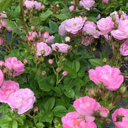 Ramblerrose 'Perennial Blush', wurzelnackte Pflanze, A-Qualit&auml;t, 3 starke Triebe Liefergr&ouml;&szlig;e: A-Qualit&auml;t