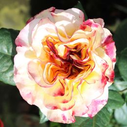 Nostalgische Edelrose 'Aquarell ', 5 Liter, 3 starke Triebe, A-Qualit&auml;t Lieferform: Im 5 Liter Topf