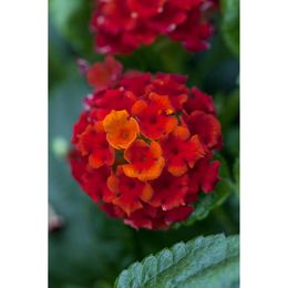 Wandelr&ouml;schen 'Rot', 12 cm Topf, 2er-Set