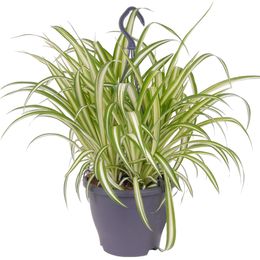 toom Gr&uuml;nlilie 'Variegatum' Ampel Topf 19 cm