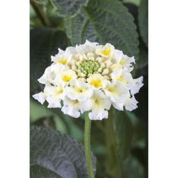 Wandelr&ouml;schen 'Pink', 12 cm Topf, 2er-Set