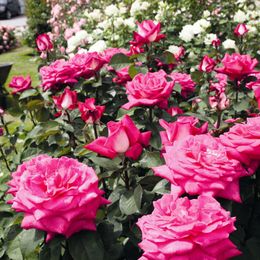 Edelrose 'Acapella ', 5 Liter Lieferform: Im 5 Liter Topf
