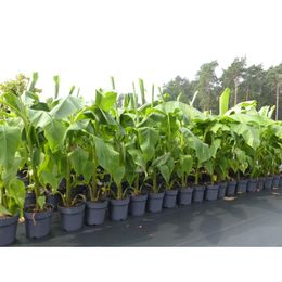 Bananenstaude Banane Musa Basjoo 140 - 170 cm winterhart Staude japanische Faserbanane