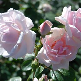 Kletterrose 'New Dawn ', 5 Liter, A-Qualit&auml;t, 3 starke Triebe Liefergr&ouml;&szlig;e: drei starke Triebe