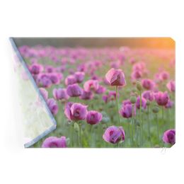 Bilderwelten Akustik-Wechselbild Violette Schlafmohn Blumenwiese im Fr&uuml;hling