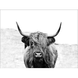 Pro Art Keilrahmenbild SCOT HIGHLAND