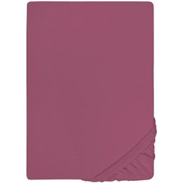 Spannbettlaken Biberna "THEA Baumwoll-Jersey mit Elasthan, 160 g/m&sup2;", lila (brombeer), 1 Stk., Jersey-Elasthan, 140-160x200-220 25cm, Jersey-Elasthan, Obermaterial: 97% Baumwolle, 3% Elasthan, Bettlaken, Spannbettlaken, Bettlaken f&uuml;r Matratzen bis 25 cm H&ouml;he, pflegeleicht, b&uuml;gelfrei