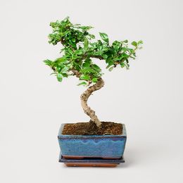 Bonsai Zelkova - ca. 15 cm | FloraPrima Blumenversand | Blumen und mehr versenden