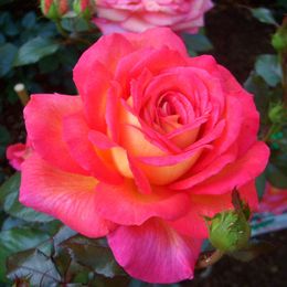 Edelrose 'Parfum de Grasse ', 5 Liter, A-Qualit&auml;t, 3 starke Triebe Liefergr&ouml;&szlig;e: drei starke Triebe
