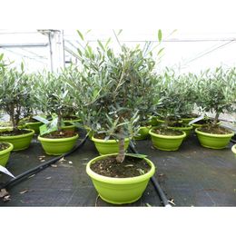 Olivenbaum Bonsai Formgeh&ouml;lz, Olive winterhart, Olea europaea 50 - 60 cm