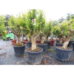 Punica Granatum 160 - 190 cm, uriger, alter & knorriger Granatapfelbaum Stamm &Oslash; 40-50