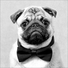 Pro Art Keilrahmenbild FUNNY DOG III