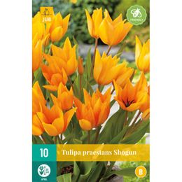 Wildtulpe 'Praestans Shogun' - 10 St&uuml;ck Liefergr&ouml;&szlig;e: Zwiebelgr&ouml;&szlig;e 9/+