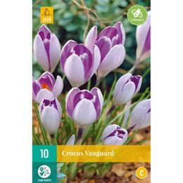 Gro&szlig;blumige Krokusse 'Vanguard' - 10 St&uuml;ck Liefergr&ouml;&szlig;e: Zwiebelgr&ouml;&szlig;e 7/8