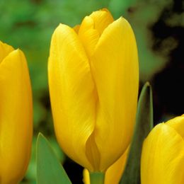 Fosteriana Tulpe 'Candela' 7 St&uuml;ck Liefergr&ouml;&szlig;e: Zwiebelgr&ouml;&szlig;e 11/12