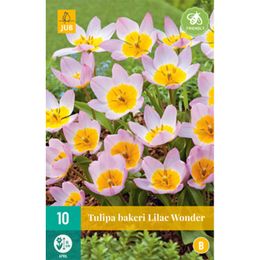 Wildtulpe 'Lilac Wonder'- 10 St&uuml;ck Liefergr&ouml;&szlig;e: 10 St&uuml;ck