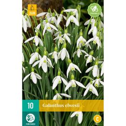 Gro&szlig;blumige-Schneegl&ouml;ckchen - 10 St&uuml;ck Liefergr&ouml;&szlig;e: Zwiebelgr&ouml;sse 5/6