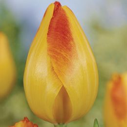 Triumph-Tulpe 'Prinz Armin ' - 7 St&uuml;ck Liefergr&ouml;&szlig;e: Zwiebelgr&ouml;&szlig;e 11/12