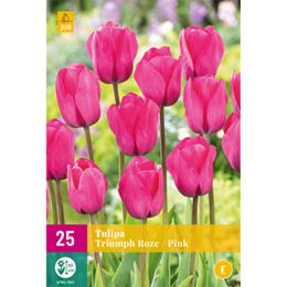 Triumph-Tulpen 'Rosa' 15 Stk Liefergr&ouml;&szlig;e: Zwiebelgr&ouml;&szlig;e 11/12