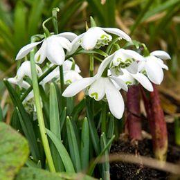 Gef&uuml;llte-Schneegl&ouml;ckchen 'Flore Pleno' - 7 St&uuml;ck Liefergr&ouml;&szlig;e: Zwiebelgr&ouml;sse 5/+