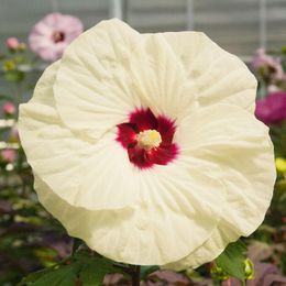 Garteneibisch /Riesenbl&uuml;tiger Hibiskus 'Summerific French Vanilla' Liefergr&ouml;&szlig;e: 40 - 60 cm