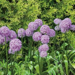 Allium 'Globemaster' - 1 St&uuml;ck Liefergr&ouml;&szlig;e: Zwiebelgr&ouml;&szlig;e 18/20