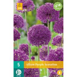 Allium 'Purple Sensation' (Iranlauch) - 5 St&uuml;ck Liefergr&ouml;&szlig;e: Zwiebelgr&ouml;&szlig;e 12/14