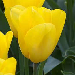 Triumph-Tulpe 'Strong Gold' - 7 St&uuml;ck Liefergr&ouml;&szlig;e: Zwiebelgr&ouml;&szlig;e 11/12