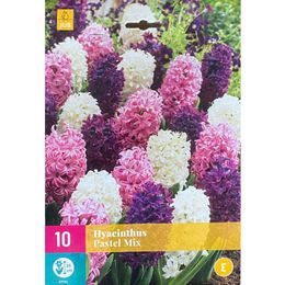 Hyazinthen Mischung 'Pastel Mix' - 10 St&uuml;ck Liefergr&ouml;&szlig;e: Zwiebelgr&ouml;&szlig;e 14/15