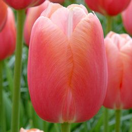 Einfache sp&auml;te Tulpe 'Menton' - 7 St&uuml;ck Liefergr&ouml;&szlig;e: Zwiebelgr&ouml;&szlig;e 11/12