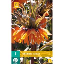 Kaiserkrone 'Sunset ' Liefergr&ouml;&szlig;e: Zwiebelgr&ouml;&szlig;e 20/24