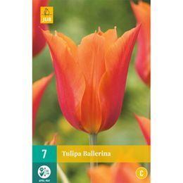 Lilienbl&uuml;tige Tulpe 'Ballerina' - 7 St&uuml;ck Liefergr&ouml;&szlig;e: Zwiebelgr&ouml;&szlig;e 11/12