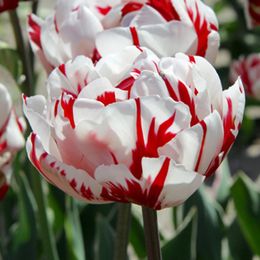 Gef&uuml;llte sp&auml;te Tulpe 'Carneval de Nice' - 5 St&uuml;ck Liefergr&ouml;&szlig;e: Zwiebelgr&ouml;&szlig;e 11/12