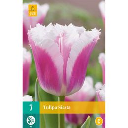 Gefranste Tulpe 'Siesta' - 7 St&uuml;ck Liefergr&ouml;&szlig;e: Zwiebelgr&ouml;&szlig;e 11/12