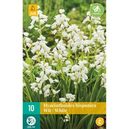 Waldhyazinthe 'Wei&szlig;' - 10 St&uuml;ck Liefergr&ouml;&szlig;e: Zwiebelgr&ouml;&szlig;e 8/+