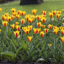 Kaufmanniana Tulpe 'Stresa' 7 St&uuml;ck Liefergr&ouml;&szlig;e: Zwiebelgr&ouml;&szlig;e 11/12