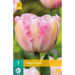 Sp&auml;te gef&uuml;llte Tulpe 'Finola ' - 7 St&uuml;ck Liefergr&ouml;&szlig;e: Zwiebelgr&ouml;&szlig;e 11/12