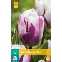 Triumph-Tulpe 'Flaming Flag' - 12 St&uuml;ck Liefergr&ouml;&szlig;e: Zwiebelgr&ouml;&szlig;e 11/12