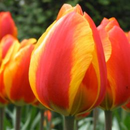 Einfache fr&uuml;he Tulpe 'Flair' - 7 St&uuml;ck Liefergr&ouml;&szlig;e: Zwiebelgr&ouml;&szlig;e 11/12