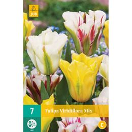 Viridiflora Tulpen Mix Liefergr&ouml;&szlig;e: Zwiebelgr&ouml;&szlig;e 11/12
