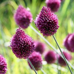 Allium sphaerocephalon 'Bicolor' (Kugellauch) - Zwiebelgr&ouml;&szlig;e 5/6, 100 St&uuml;ck Liefergr&ouml;&szlig;e: Zwiebelgr&ouml;&szlig;e 5/6