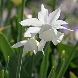 Mini-Narzisse 'Triandrus Thalia' - 5 St&uuml;ck Blumenzwiebeln, Zwiebelgr&ouml;&szlig;e 10/12, 5 St&uuml;ck Liefergr&ouml;&szlig;e: Zwiebelgr&ouml;&szlig;e 10/12