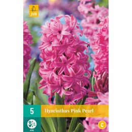 Hyazinthe 'Pink Pearl' - 5 St&uuml;ck Liefergr&ouml;&szlig;e: Zwiebelgr&ouml;&szlig;e 15/16