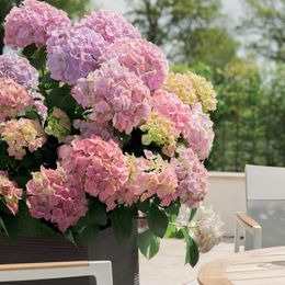 Ballhortensie 'Dolly Buster ', 5 Liter, 40 - 60 cm Liefergr&ouml;&szlig;e: 40 - 60 cm